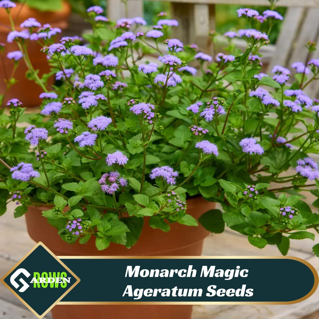 Monarch Magic Ageratum Seeds - Potted - Fast Growing -attracts ...