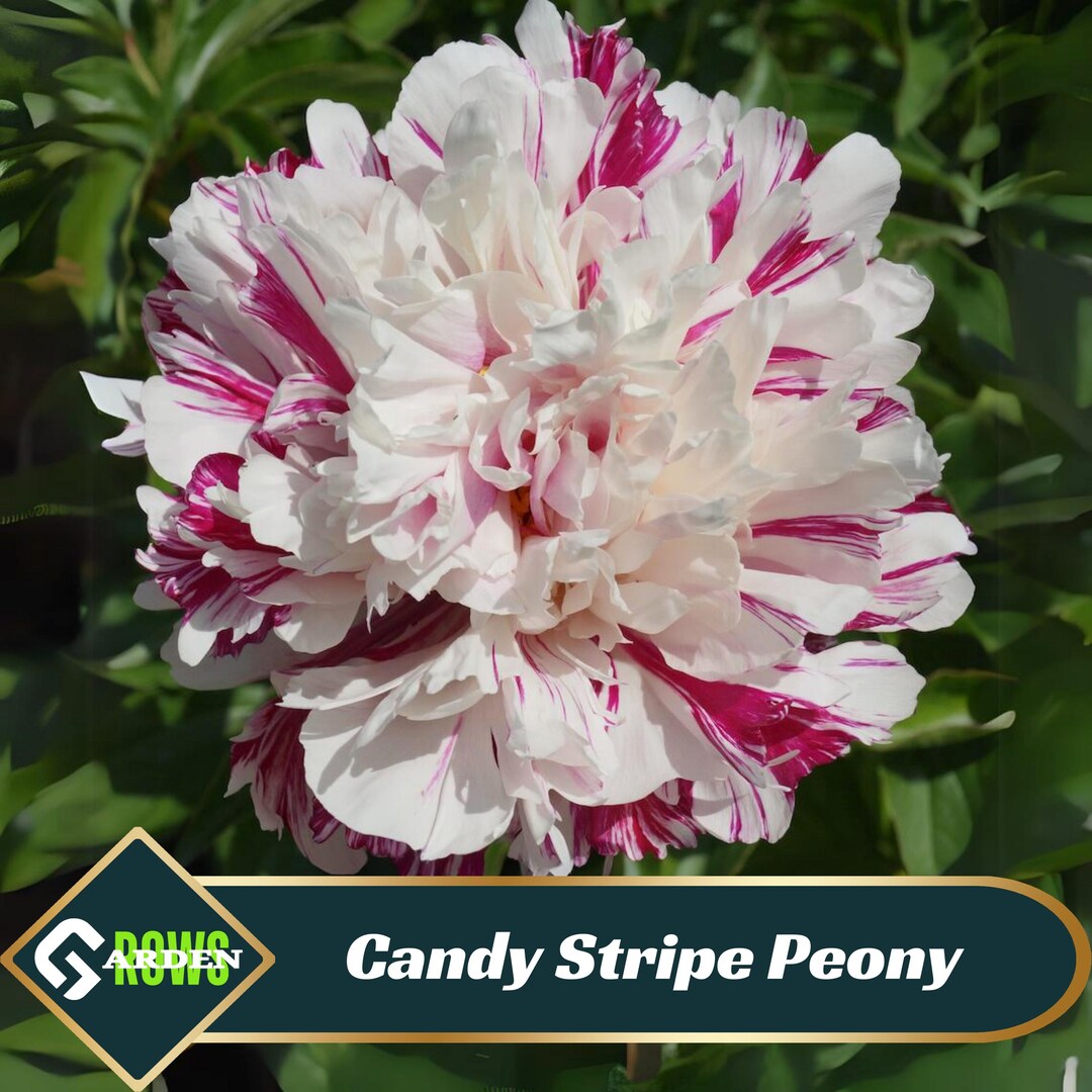 Candy Stripe Peony Seeds - Showy Blooms, Fragrant, Long-lived, Attracts ...