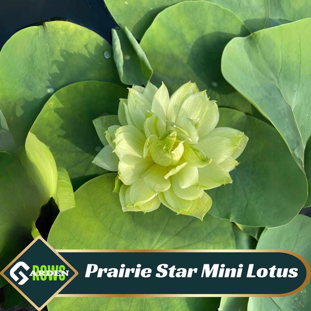 Prairie Star Mini Lotus Seeds | Sacred Indian Lotus (nelumbo Nucifera ...