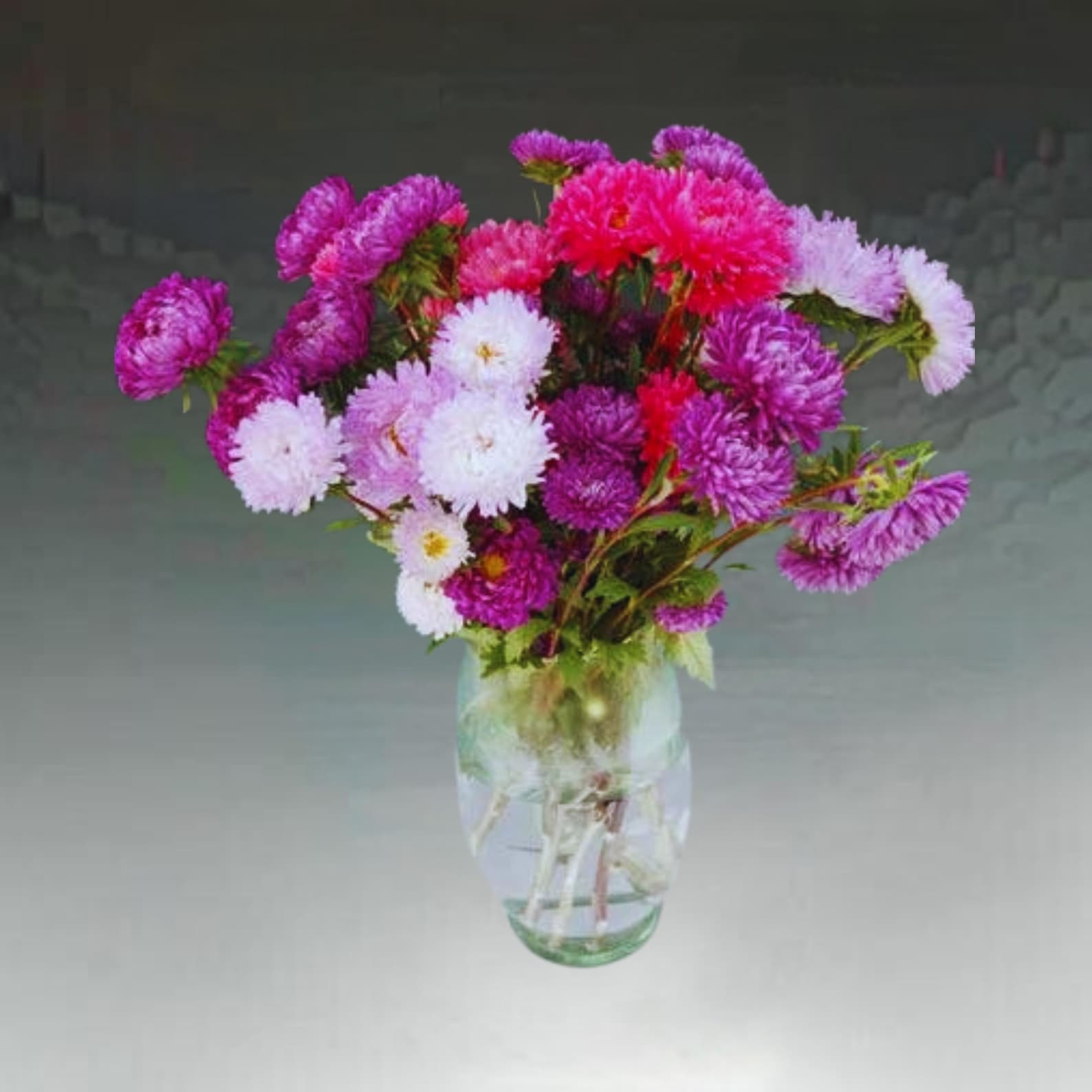 Powderpuff Mix - Aster Seeds - Showy Blooms - Soft Yellow Flowers ...