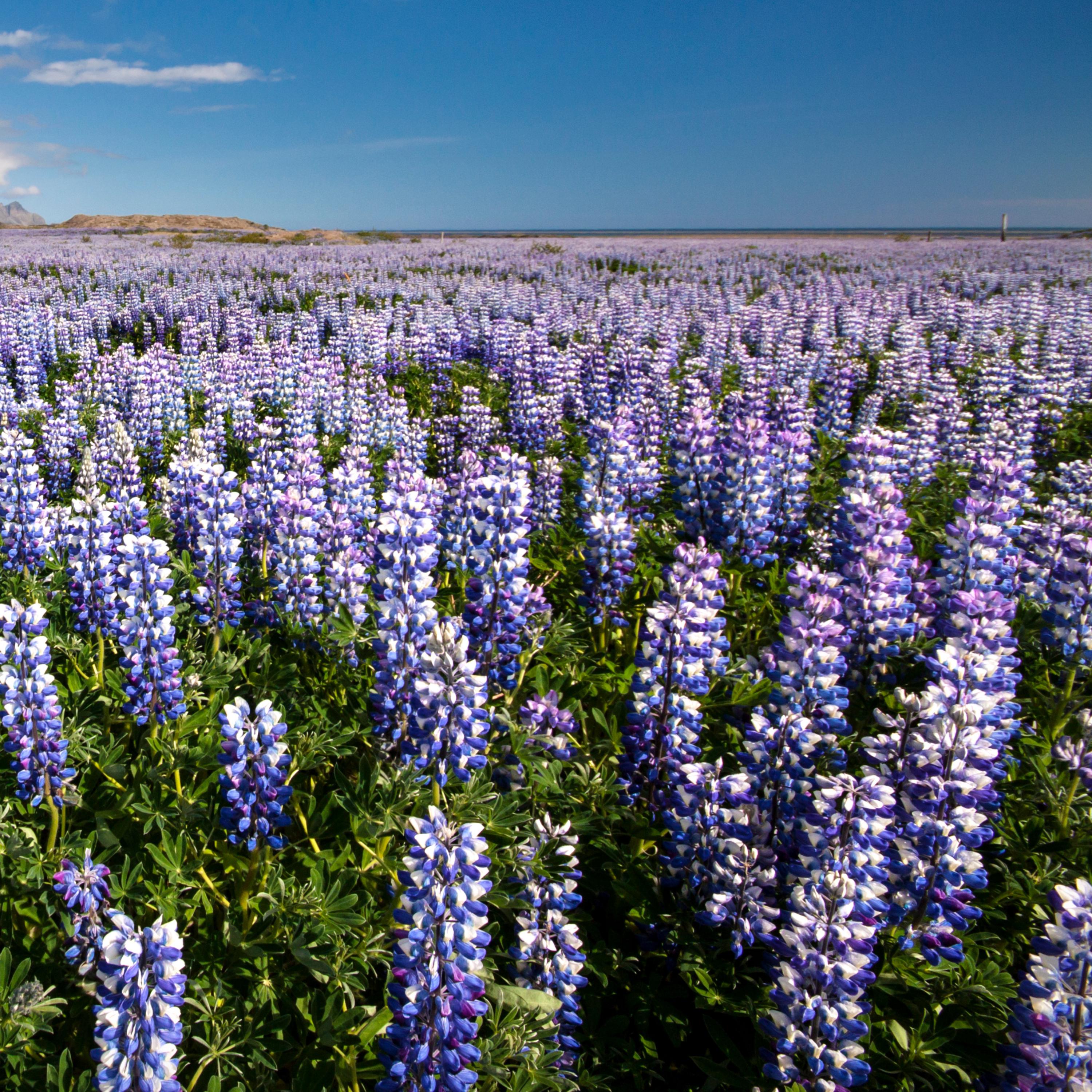 Lupinus Nanus (sky Lupine) Seeds - Fast Growing - Drought Tolerant ...