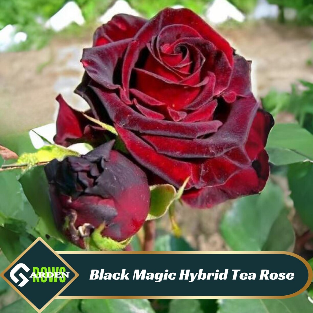 Black Magic Hybrid Tea Rose - Perennial - Cross-pollinating -cold ...