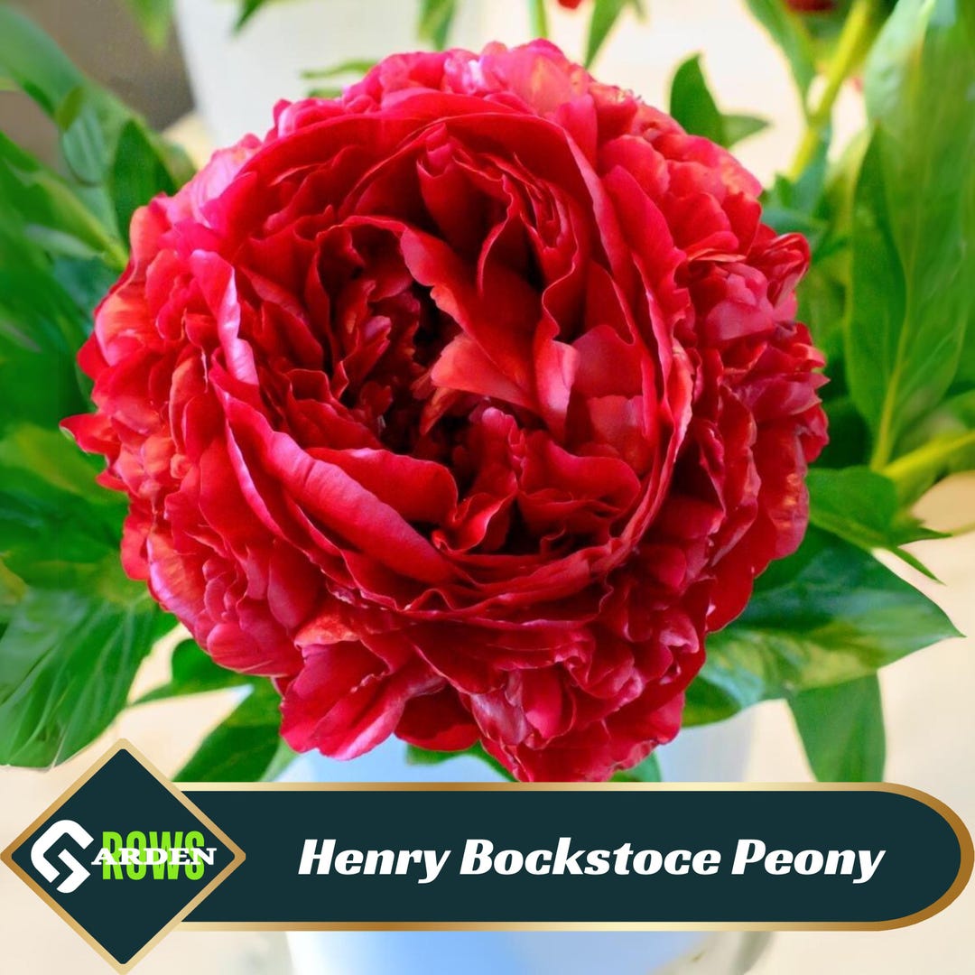 Henry Bockstoce Peony Seeds - Showy Blooms, Fragrant, Long-lived, Attracts Pollinators ...
