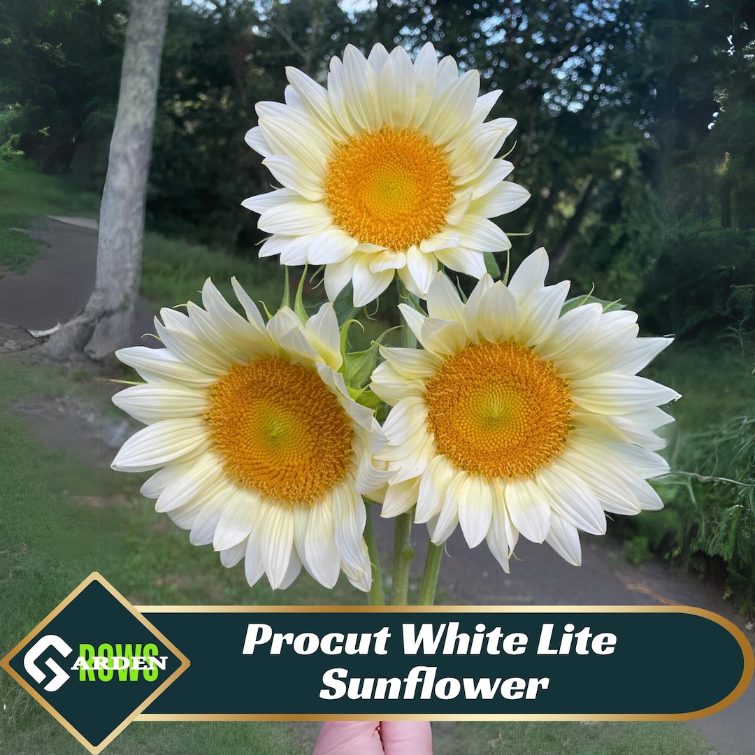 Procut White Lite Sunflower Seeds - Fast Growing - Attracts Pollinators ...
