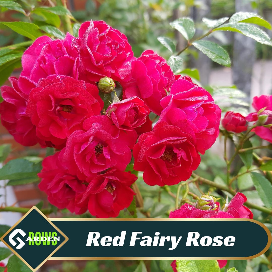 Red Fairy Rose Seeds- Perennial - Cross-pollinating - Cold Resistant ...
