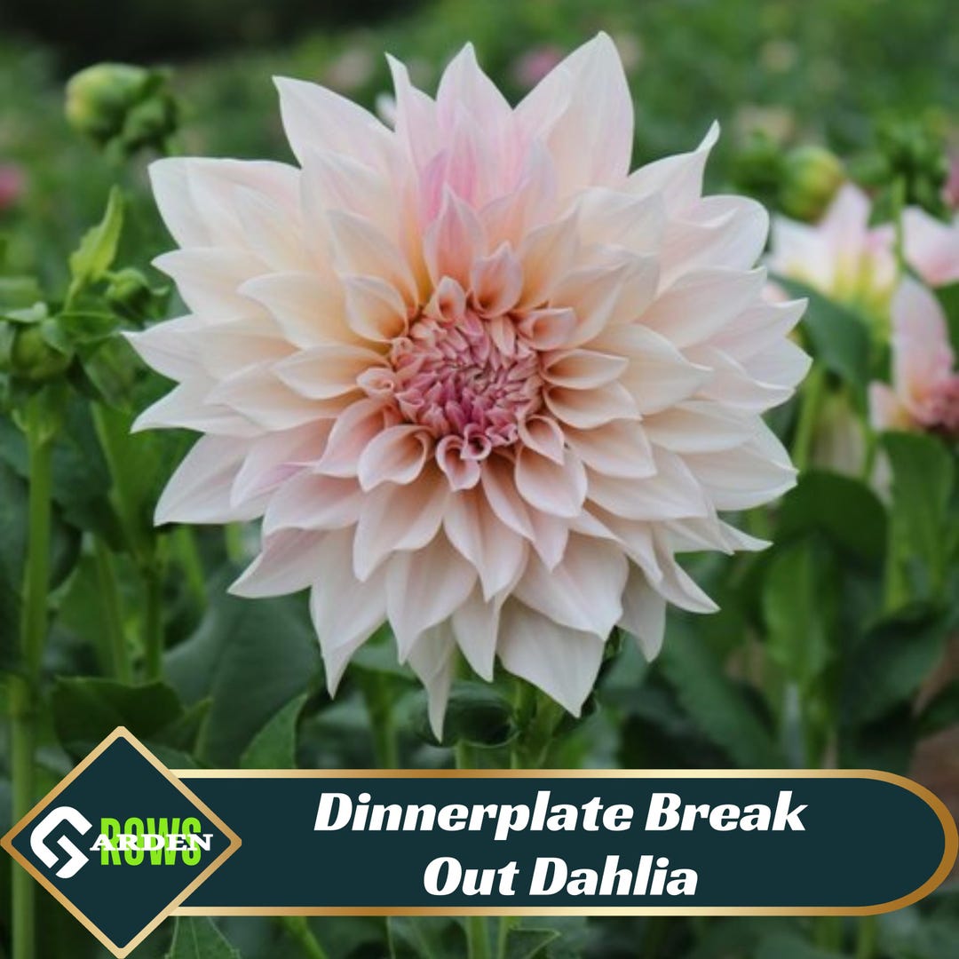 Dinnerplate Break Out Dahlia Seeds - Perennial -fast Growing - Open ...