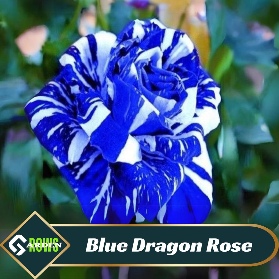 Blue Dragon Rose Seeds - Perennial - Cross-pollinating - Cold Resistant ...