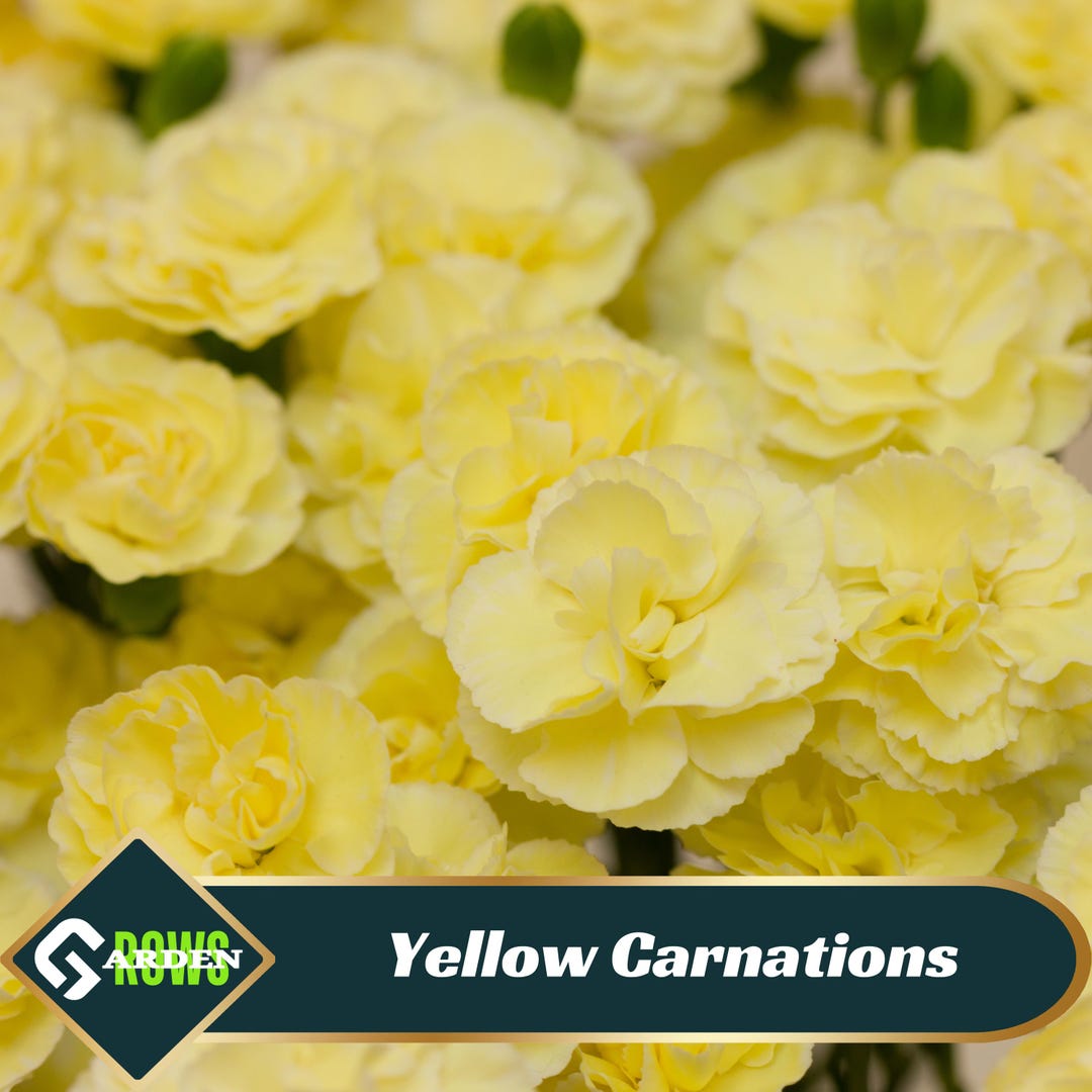 Yellow Carnations Seeds - Dianthus Seeds - Open-pollinated - Organic ...