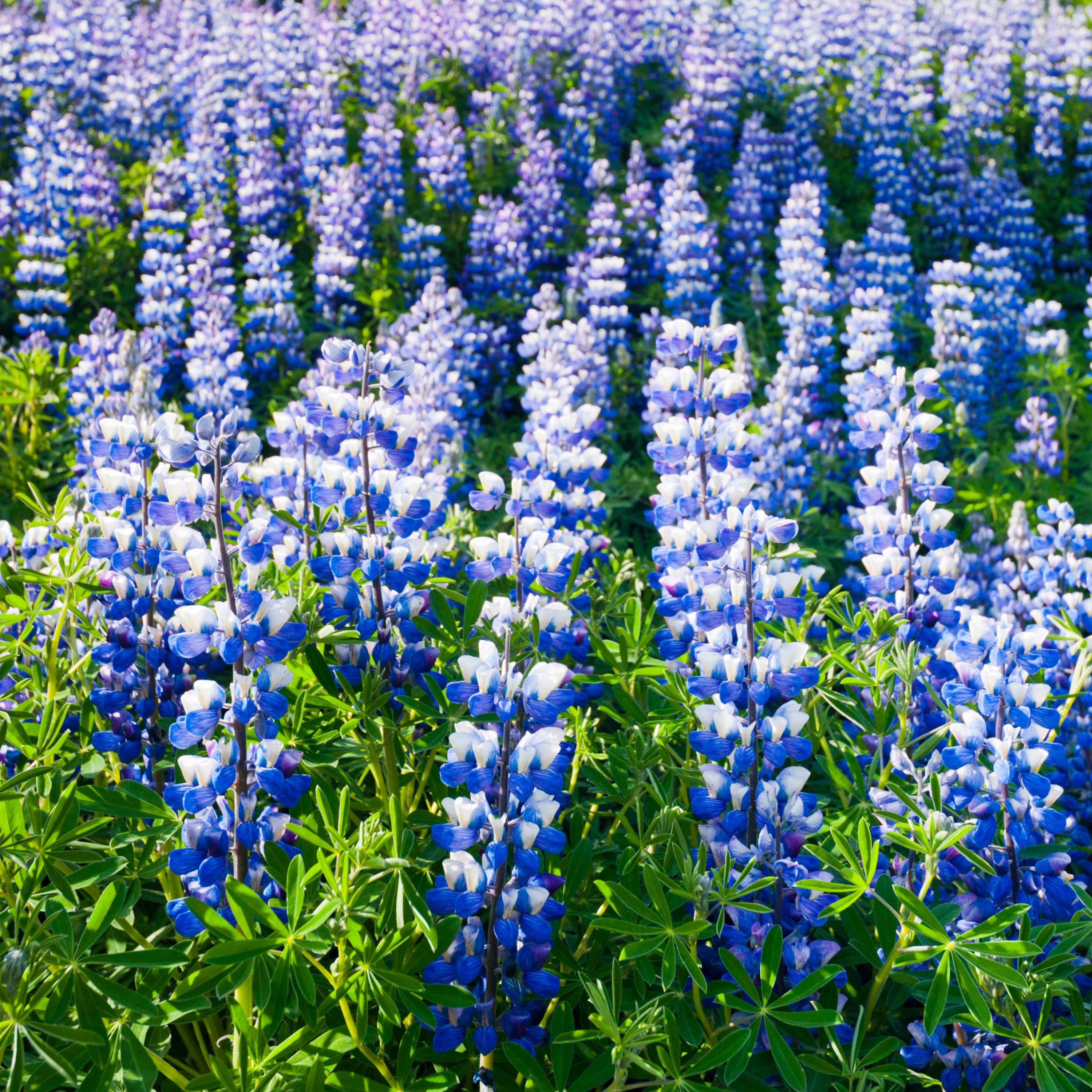Lupinus Nanus (sky Lupine) Seeds - Fast Growing - Drought Tolerant ...