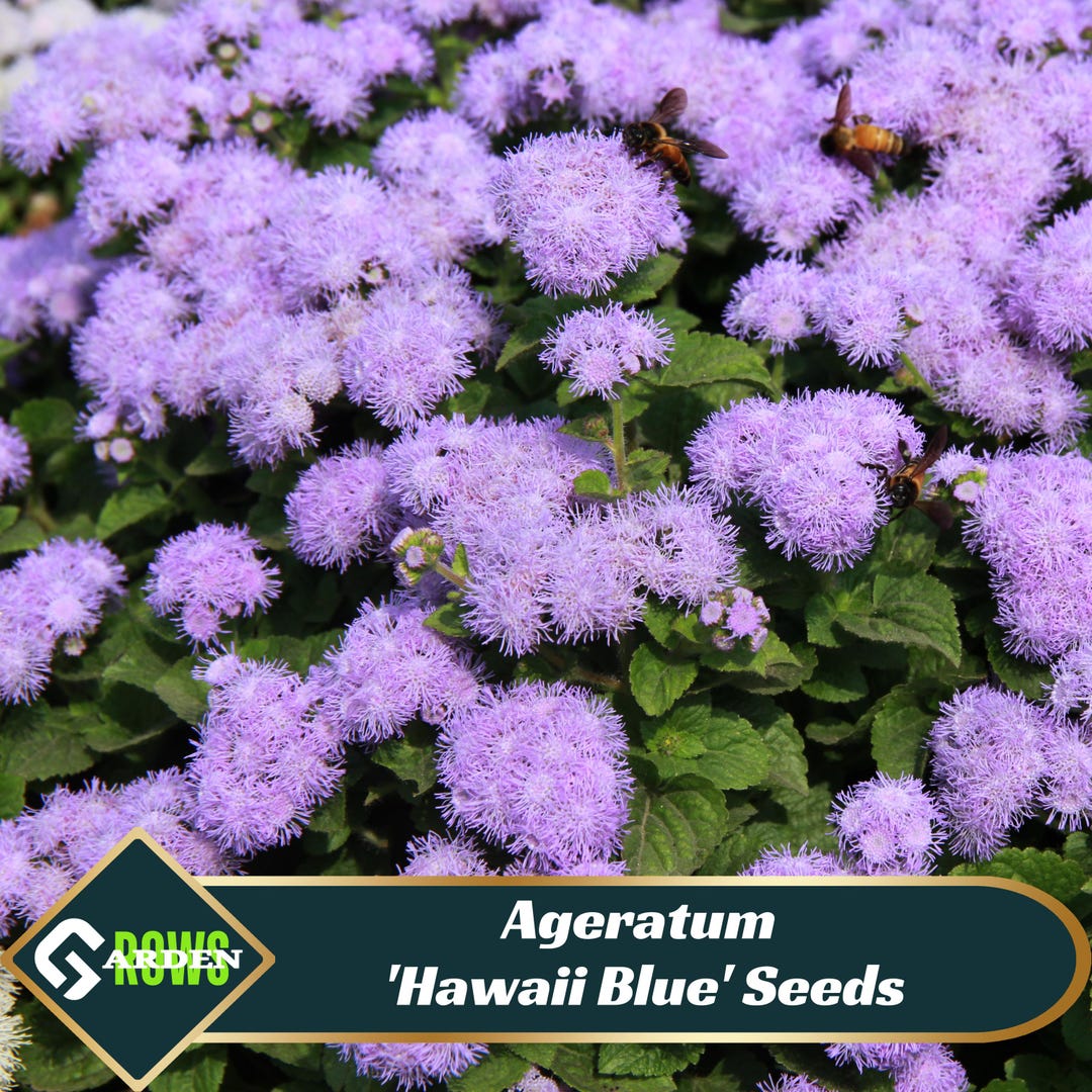 Ageratum 'hawaii Blue' Seeds - Potted - Fast Growing -attracts ...