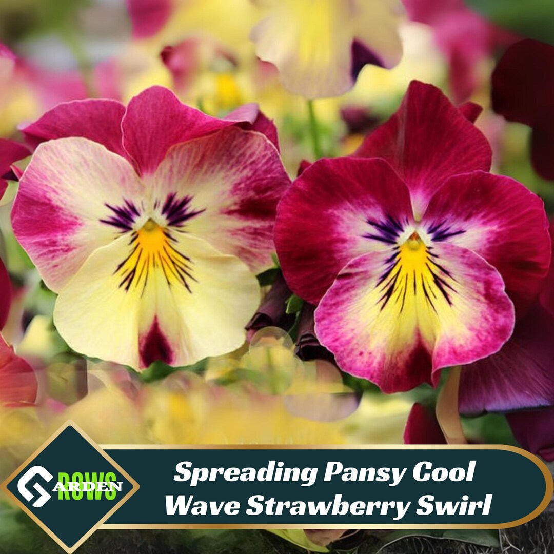 Strawberry Swirl Pansy Seeds - Cool Wave, Non-gmo (15+ Seeds) - Etsy
