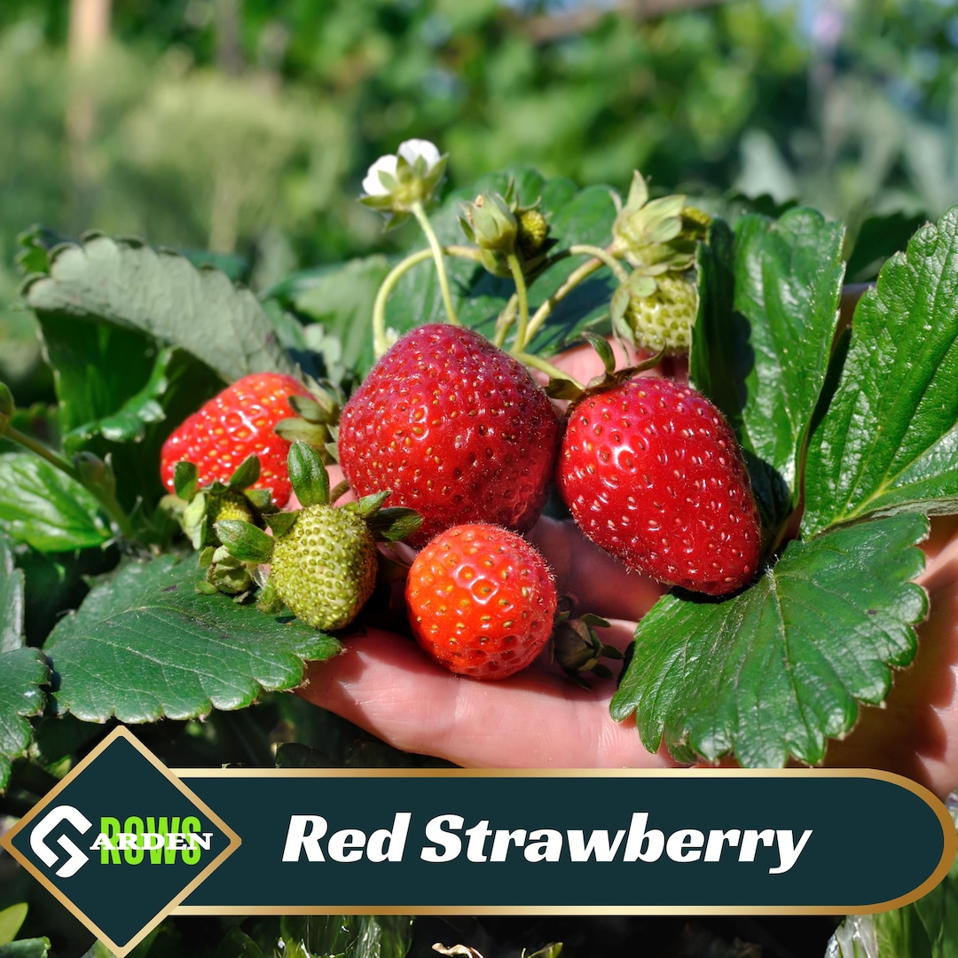 Red Strawberry - Perennial - Edible - Fast Growing - Cross-pollinating ...