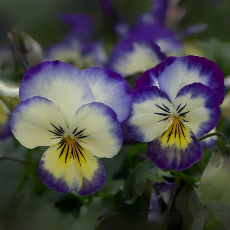 Penny Primrose Picotee Viola Seeds - Cold Resistant - Self-pollinating ...