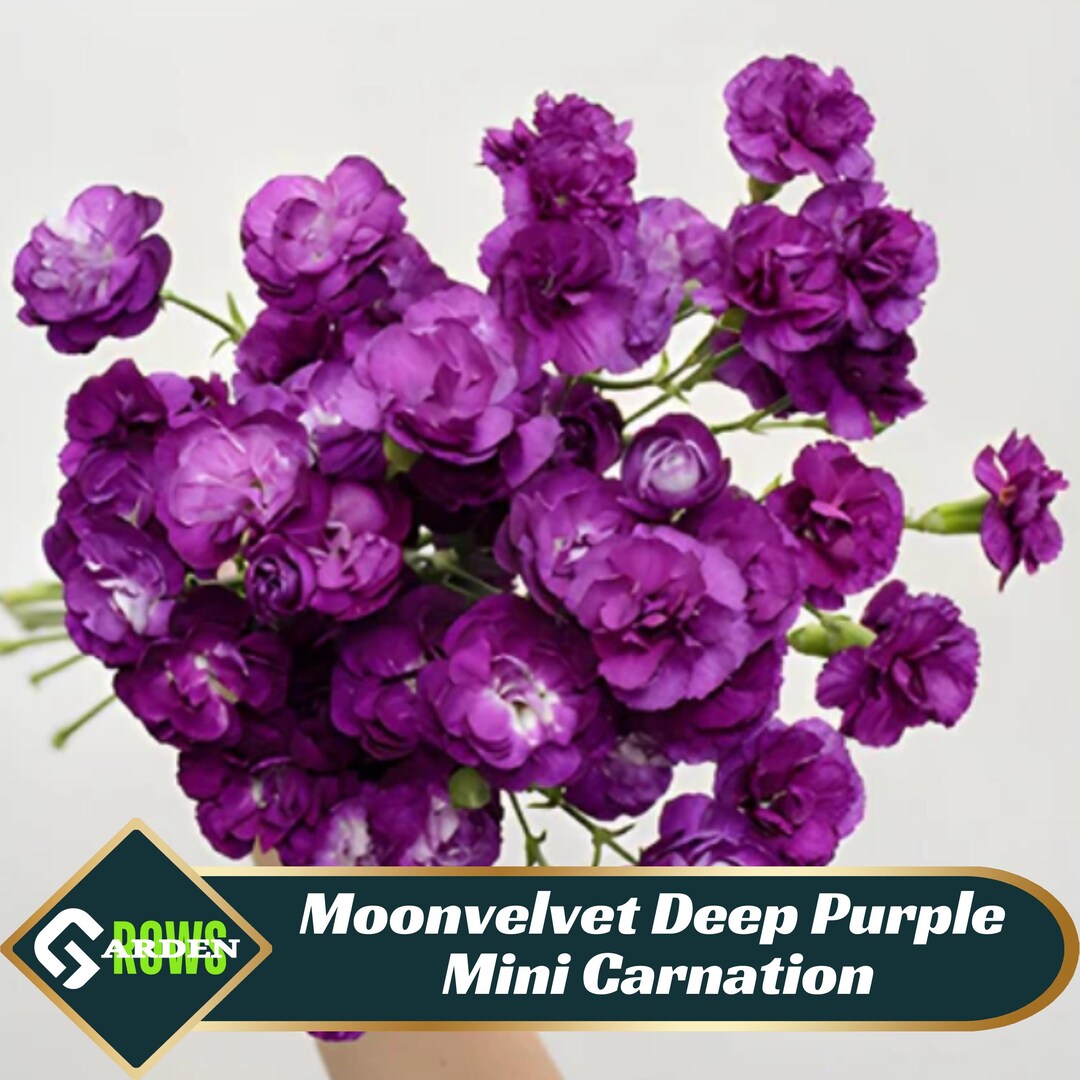 Moonberry Light Purple Mini Carnation Seeds- Dianthus Flowers ...