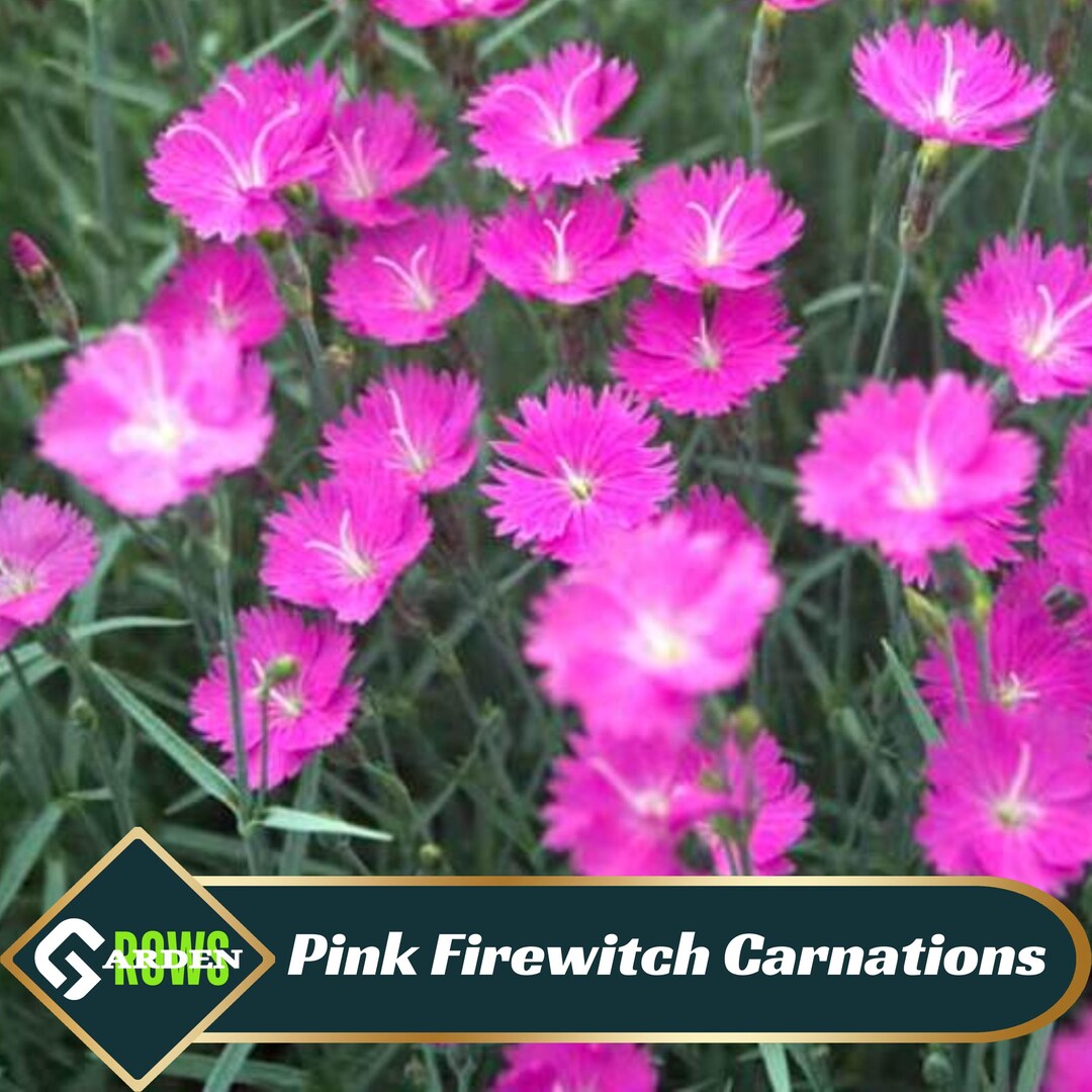 Pink Firewitch Carnations Seeds - Dianthus Seeds - Open-pollinated ...