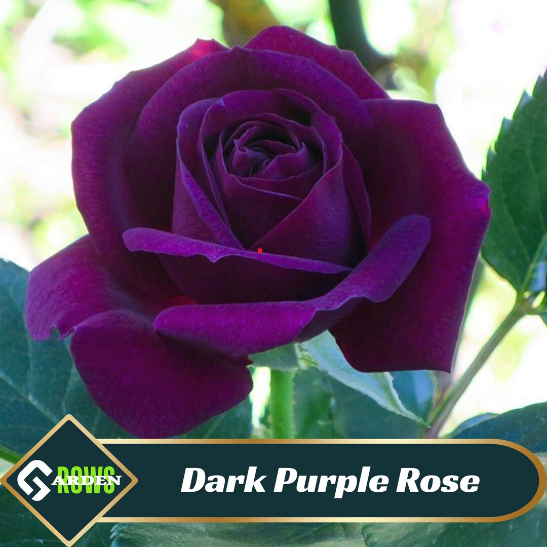 Dark Purple Rose Seeds - Perennial - Cross-pollinating - Cold Resistant ...
