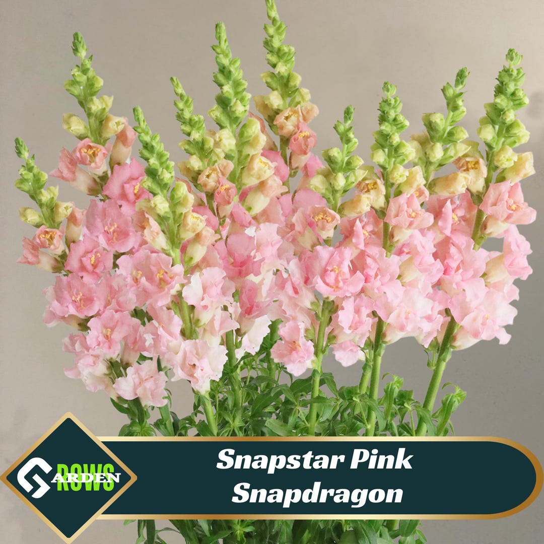 Snapstar Pink Snapdragon Seeds -potted - Cold Resistant - Attracts ...