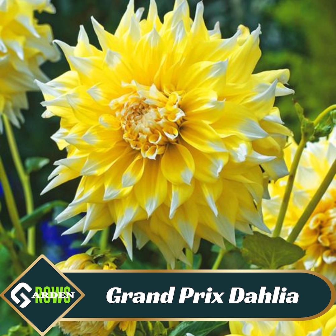 Grand Prix Dahlia Seeds - Perennial -fast Growing - Open-pollinating ...
