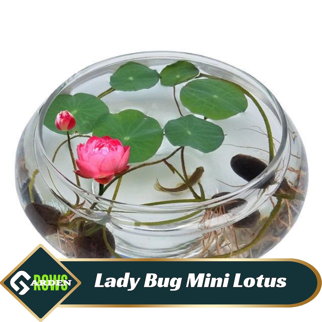 5+ Rare Seeds| Lady Bug Mini Lotus Seeds - Indian Lotus (nelumbo ...