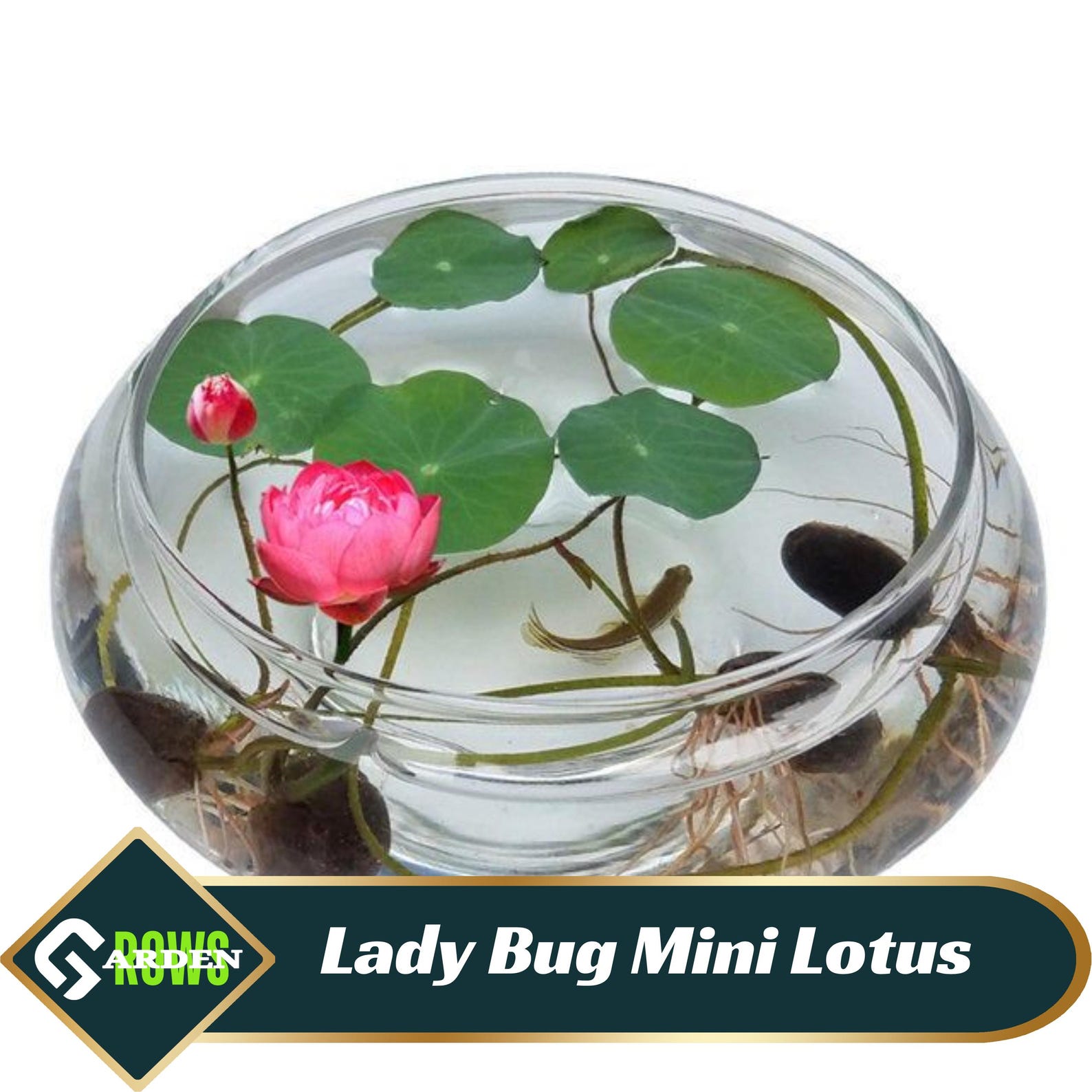 5+ Rare Seeds| Lady Bug Mini Lotus Seeds - Indian Lotus (nelumbo ...