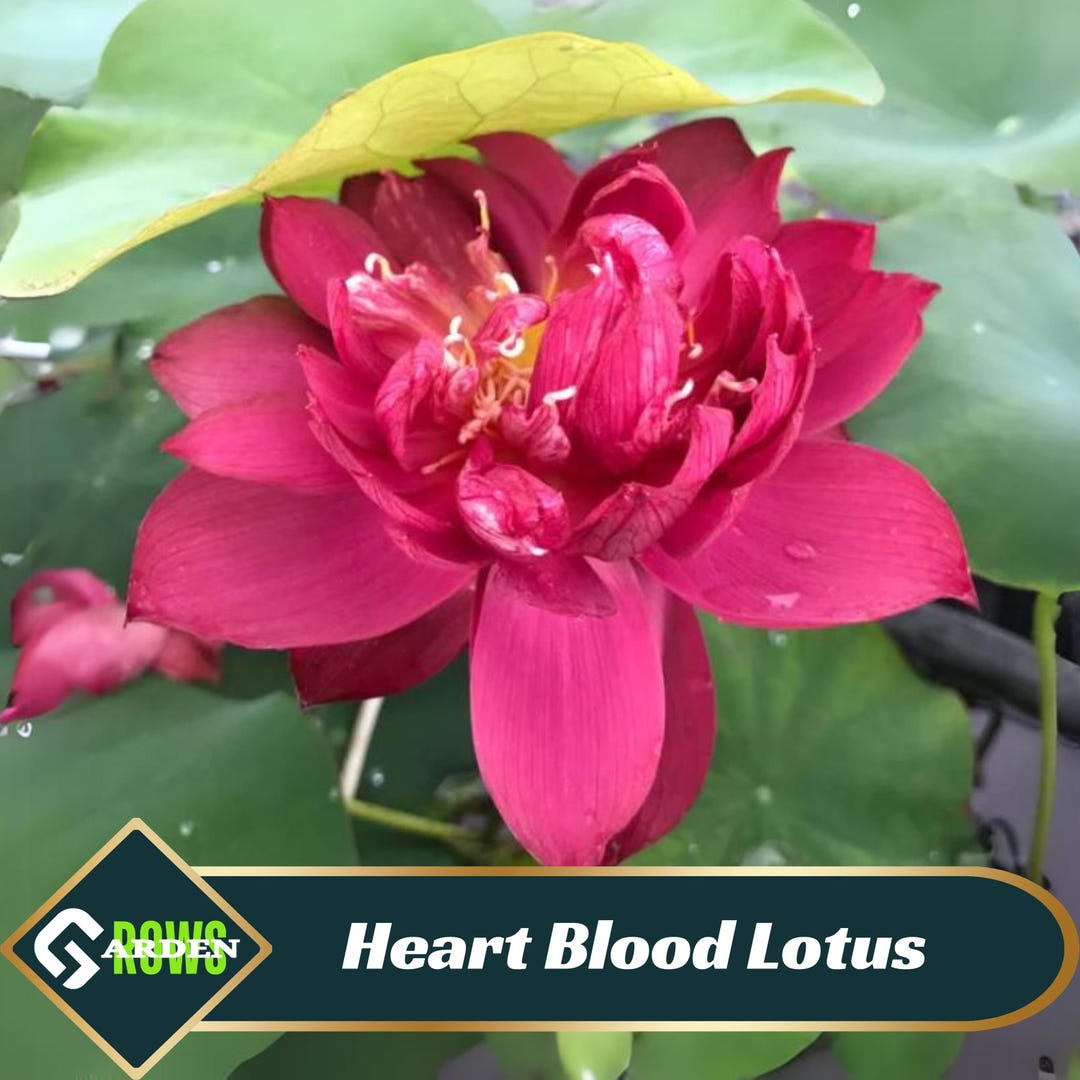 5+ Rare Seeds| Heart Blood Lotus Seeds - Indian Lotus (nelumbo Nucifera ...