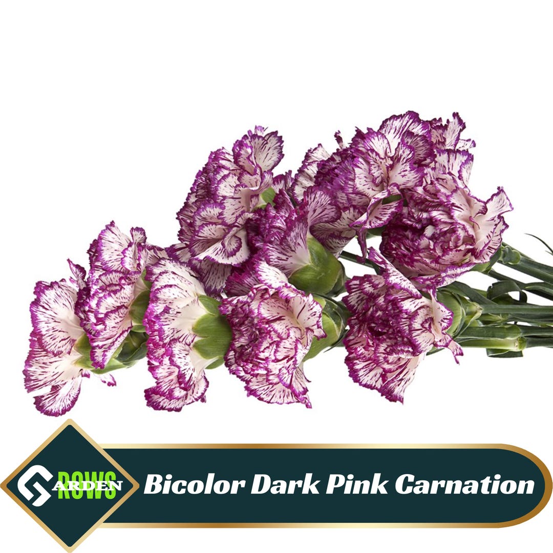 Bicolor Dark Pink Carnations Seeds - Dianthus Seeds - Open-pollinated ...