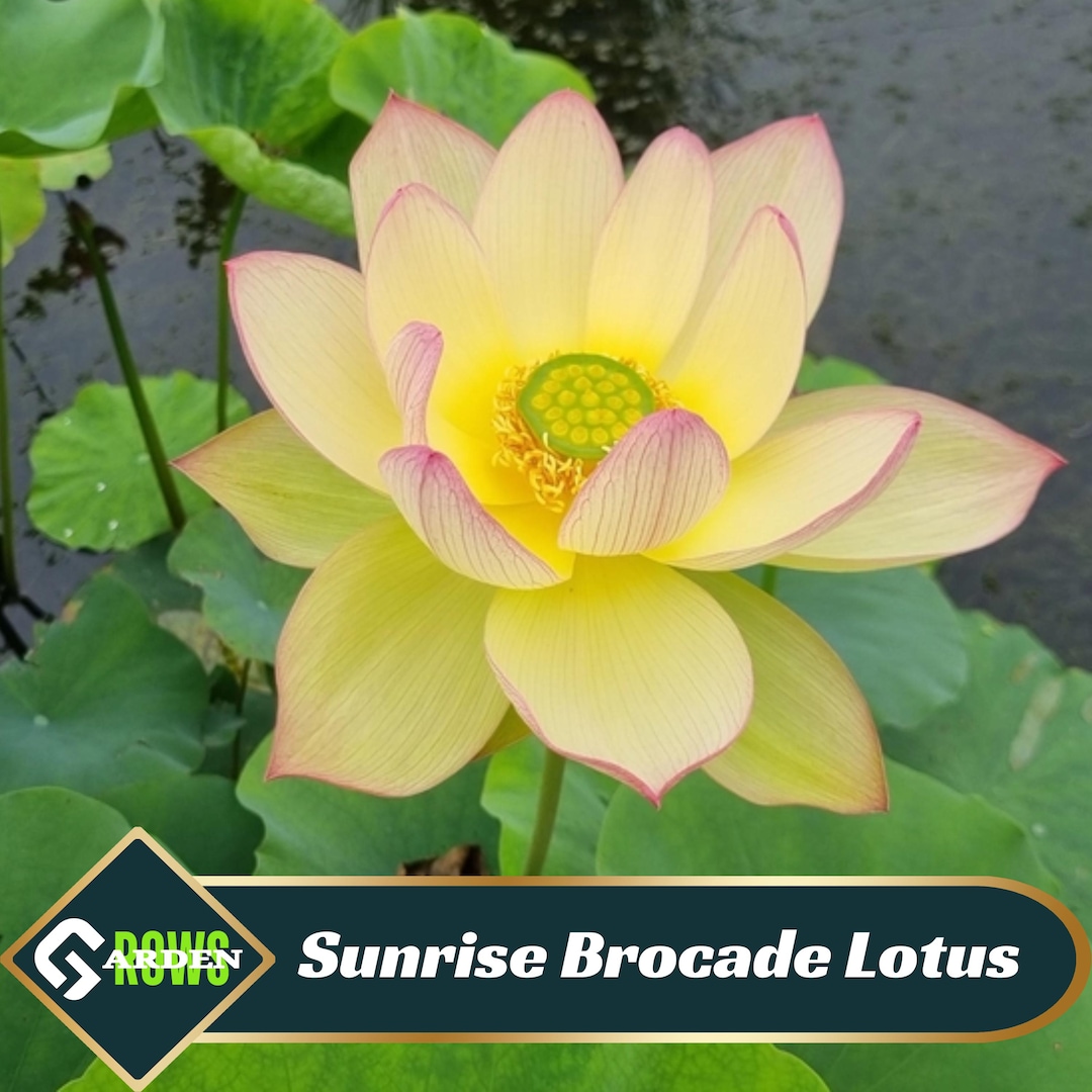 5+ Rare Seeds| Sunrise Brocade Lotus Seeds - Indian Lotus (nelumbo ...