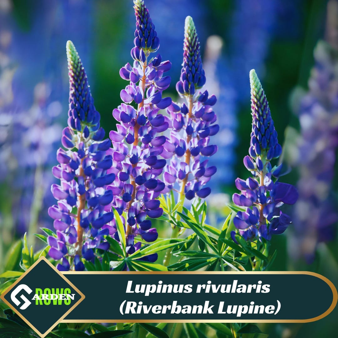 Lupinus Rivularis (riverbank Lupine) Seeds - Fast Growing -drought ...