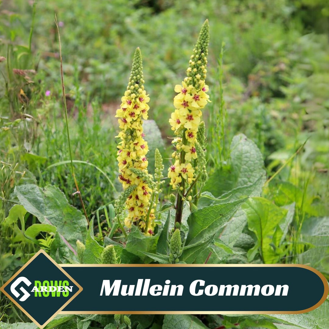 Mullein Common Seeds - - Drought Tolerant - Cold Resistant - Attracts ...