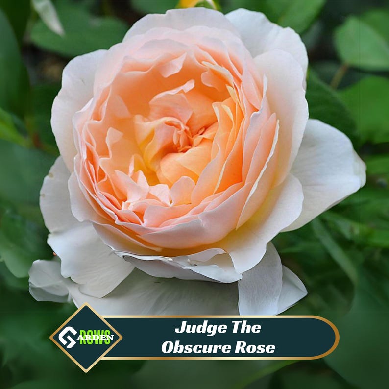 Judge the Obscure Rose Seeds - Perennial - Cross-pollinating - Cold ...