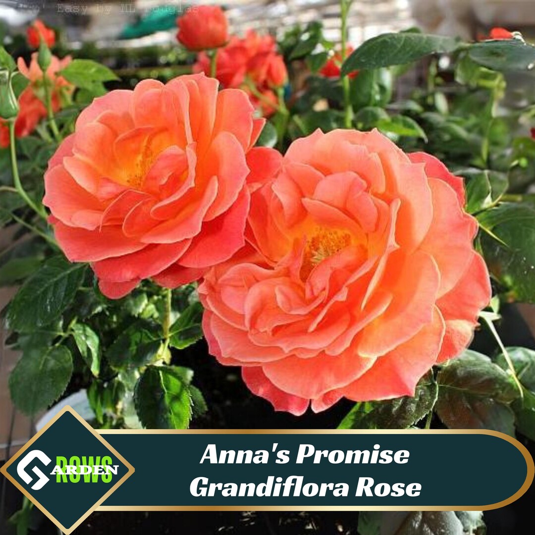 Anna's Promise Grandiflora Rose - Perennial - Cross-pollinating -cold ...