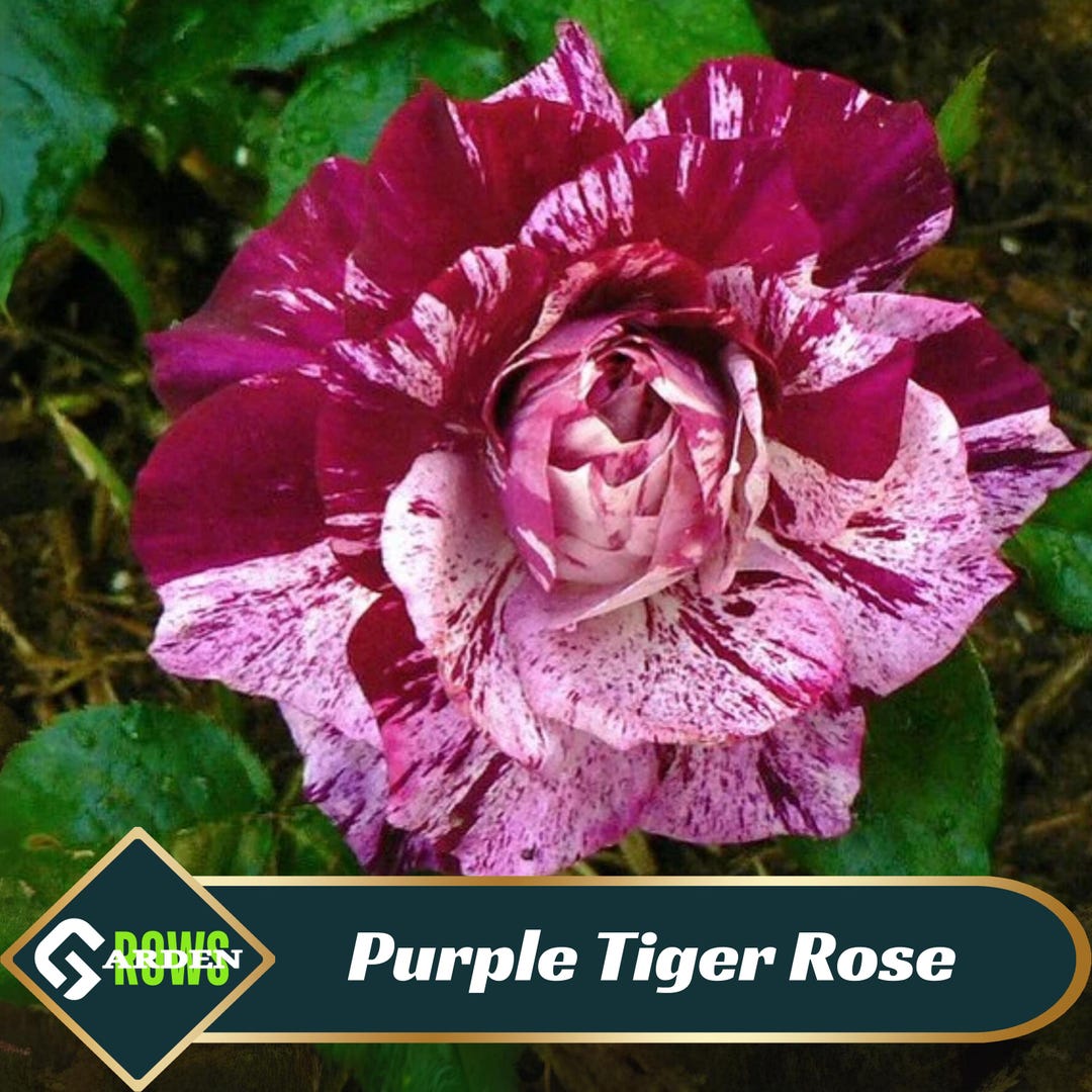 Purple Tiger Rose Seeds - Perennial - Cross-pollinating - Cold ...