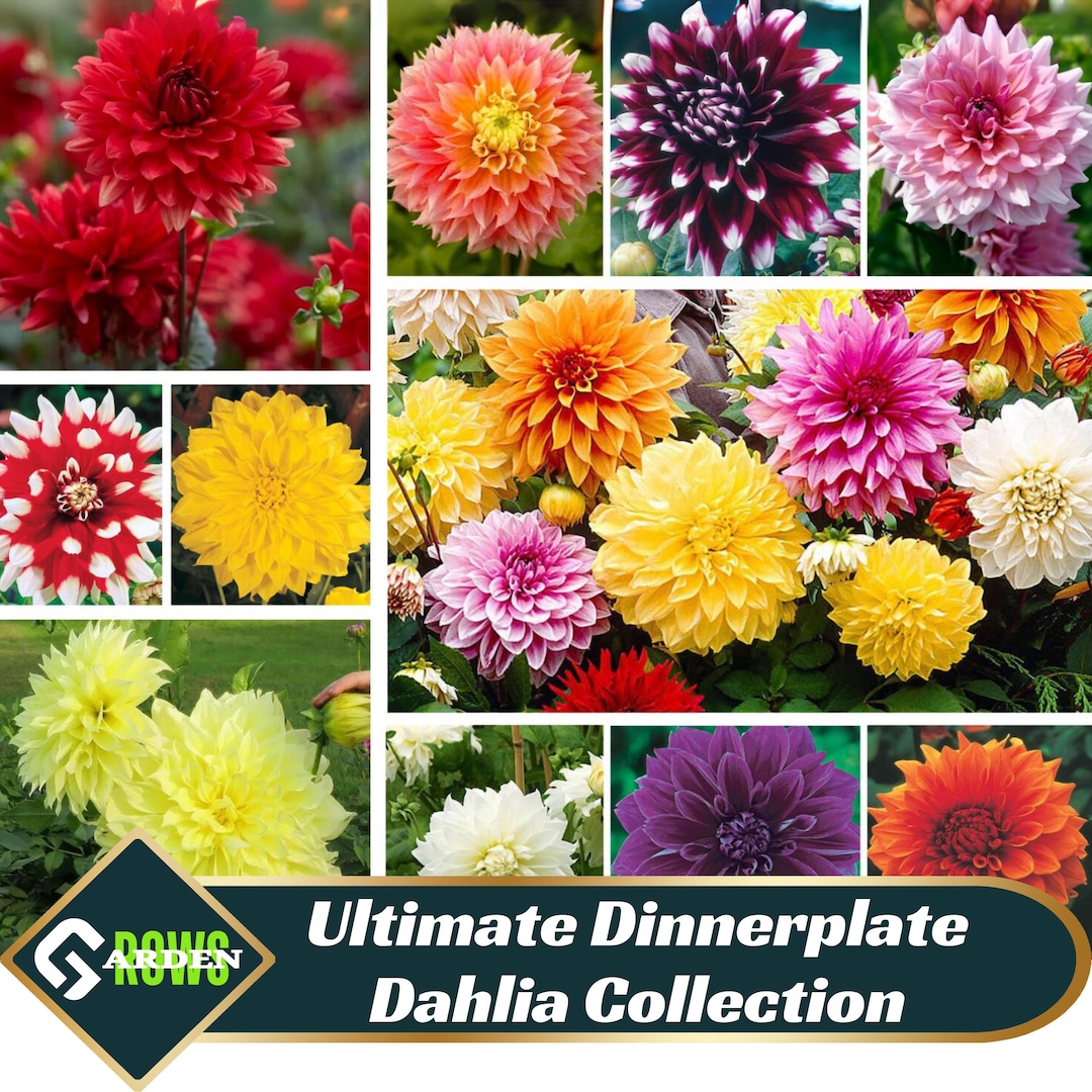 Ultimate Dinnerplate Dahlia Collection Seeds -fast Growing - Open-pollinating -heirloom ...
