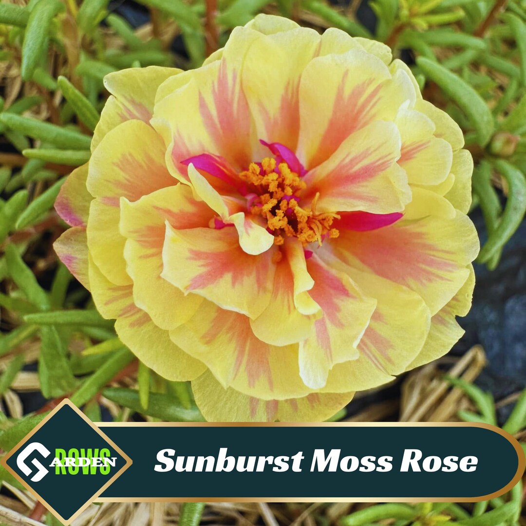 Sunburst Moss Rose Seeds -low Maintenance - Attracts Pollinators ...