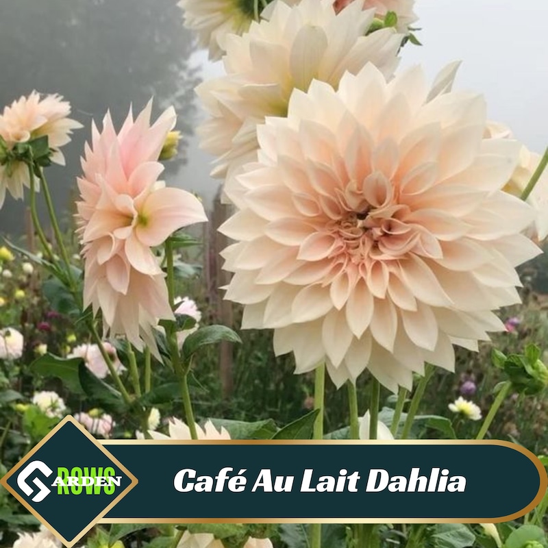 Dahlia Tubers Clumps - Etsy