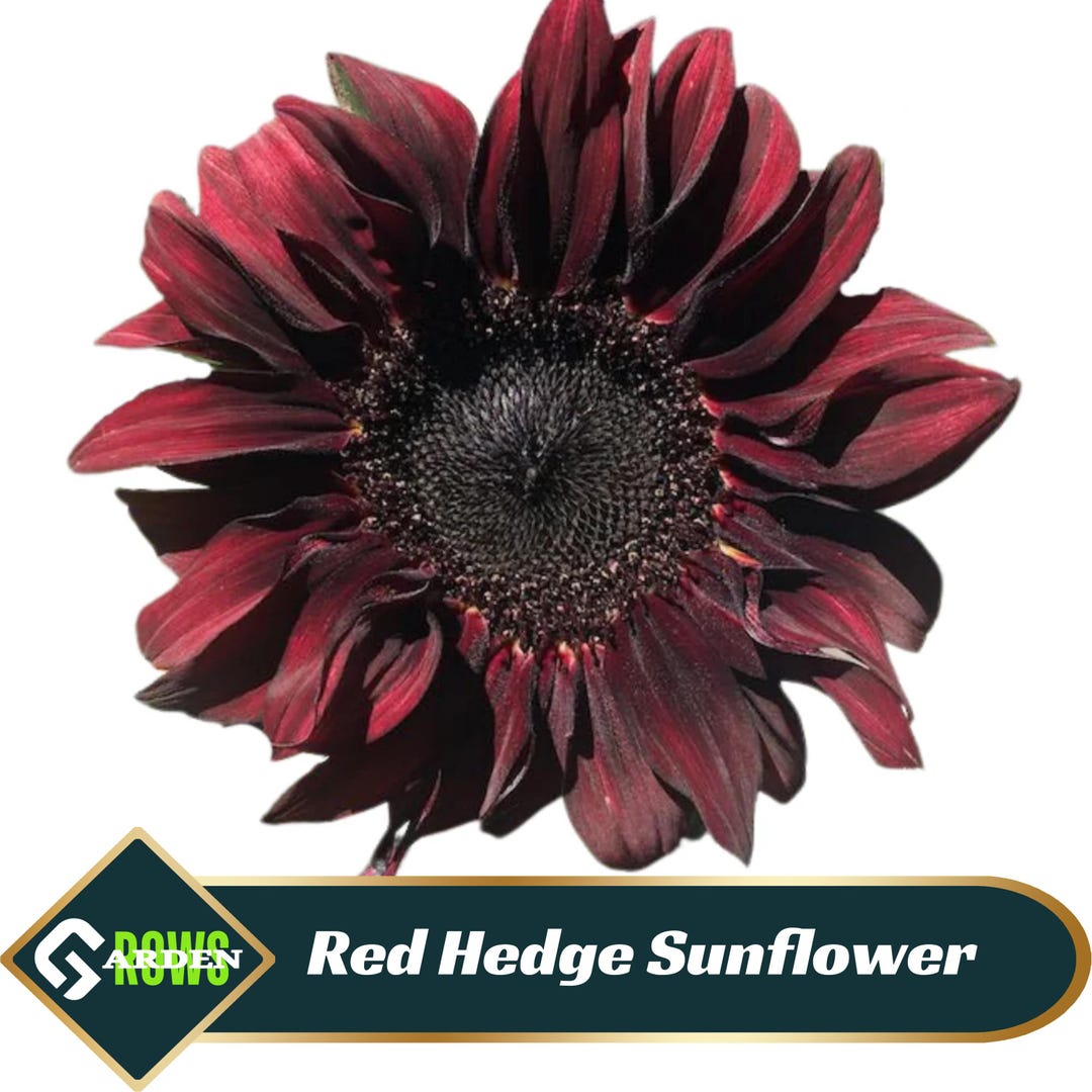 Red Hedge Sunflower Seeds - Bi-colored Petals - Attracts Pollinators ...