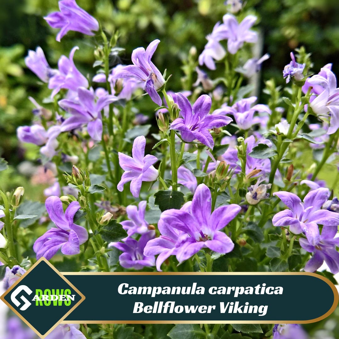 Campanula Carpatica Bellflower Viking Seeds - Blooming Season ...