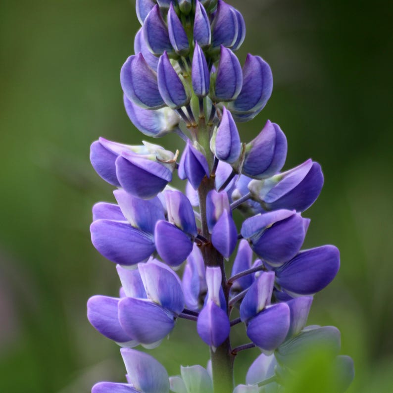 Lupinus Nanus (sky Lupine) Seeds - Fast Growing - Drought Tolerant ...