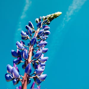 Lupinus Nanus (sky Lupine) Seeds - Fast Growing - Drought Tolerant ...