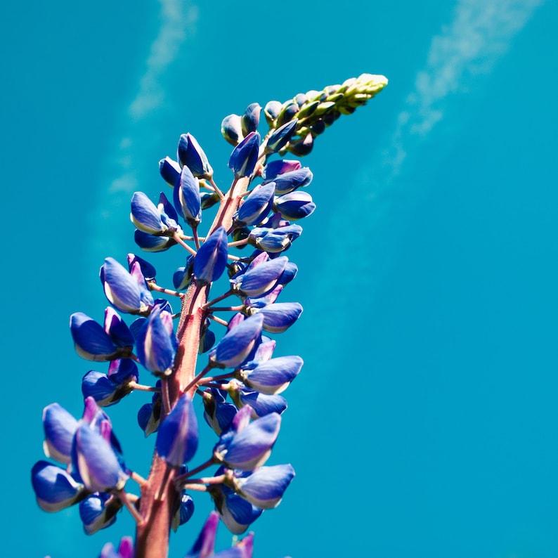 Lupinus Nanus (sky Lupine) Seeds - Fast Growing - Drought Tolerant ...