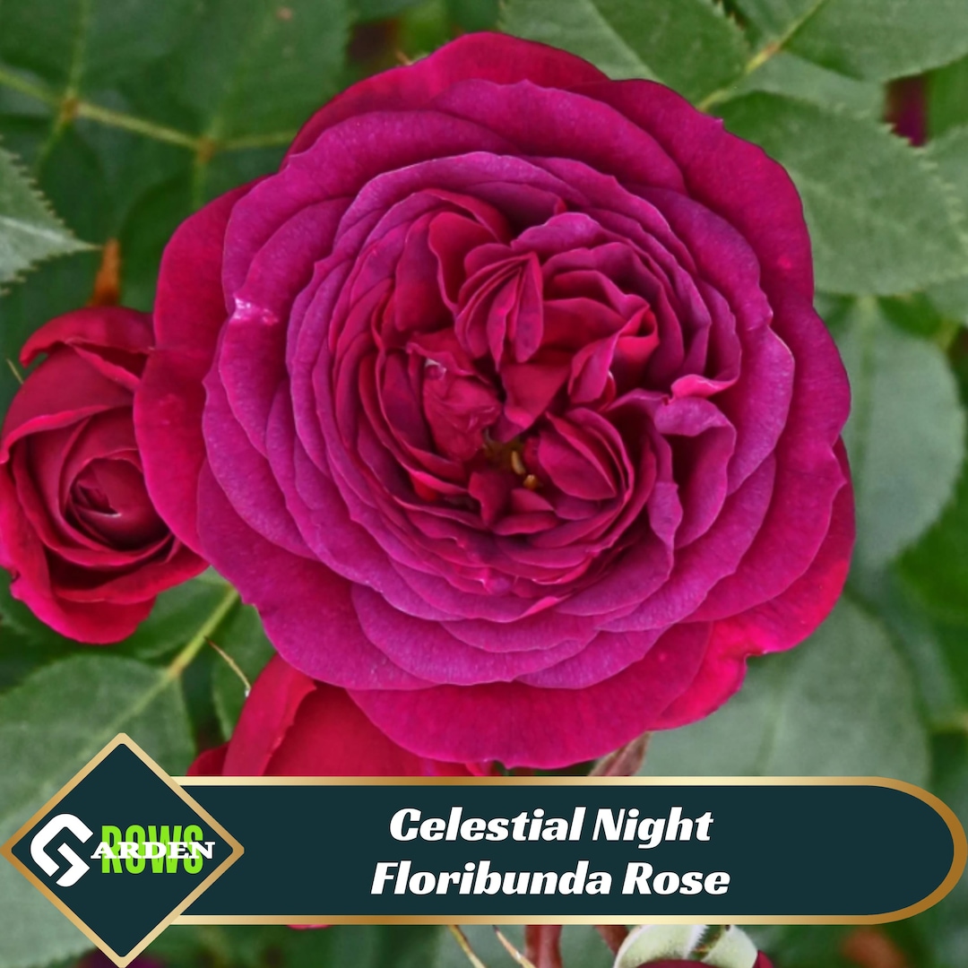 Celestial Night Floribunda Rose Seeds - Perennial - Cross-pollinating ...