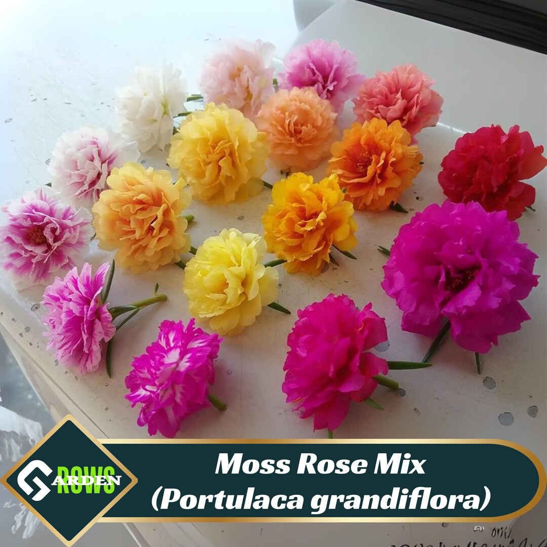 Moss Rose Mix (portulaca Grandiflora) Seeds -low Maintenance - Attracts ...