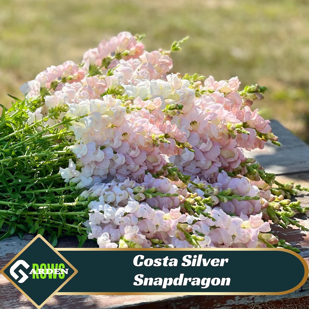 Costa Silver Snapdragon Seeds -potted - Cold Resistant - Attracts ...