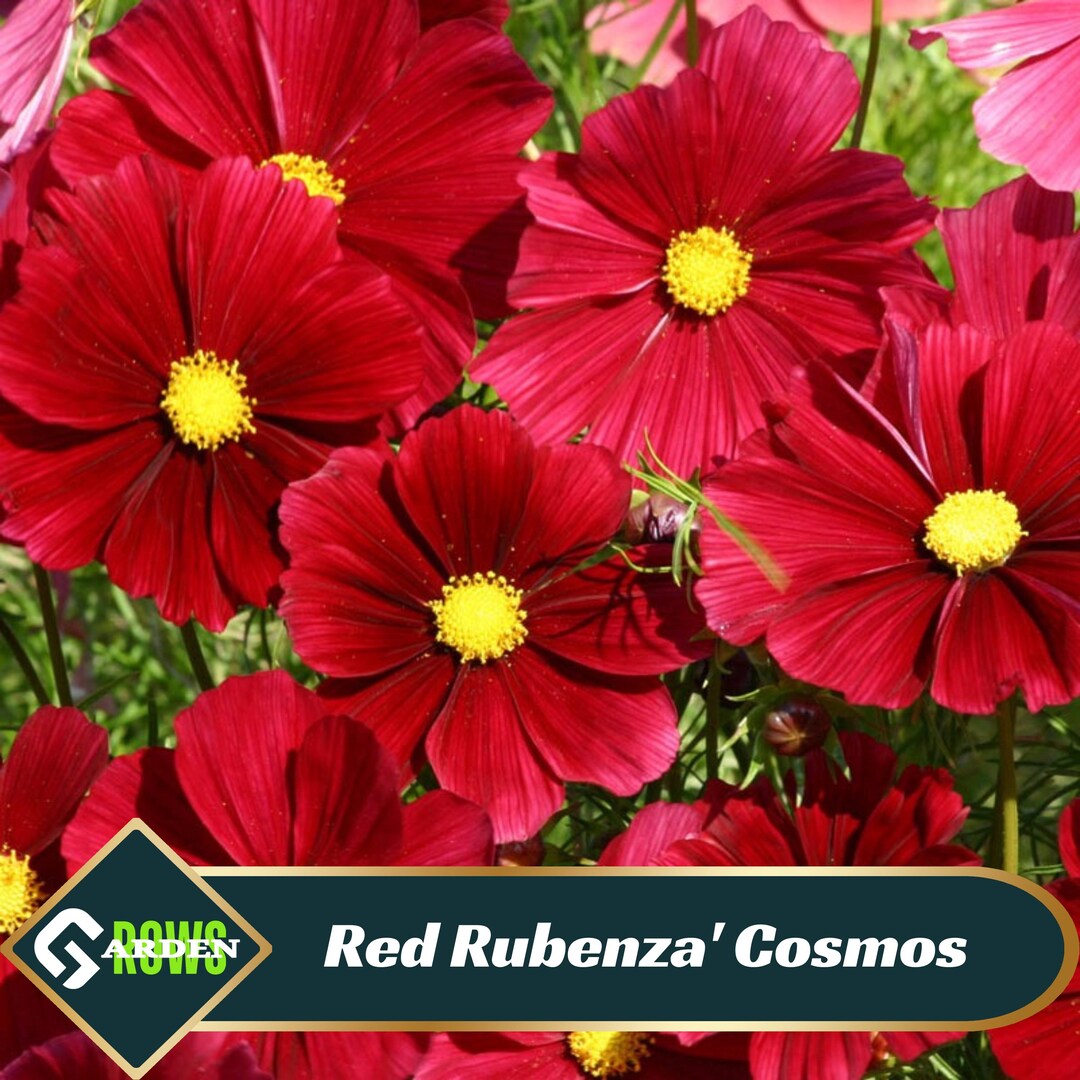Red Rubenza' Cosmos Seeds- Fast Growing - Open-pollinating - Drought ...