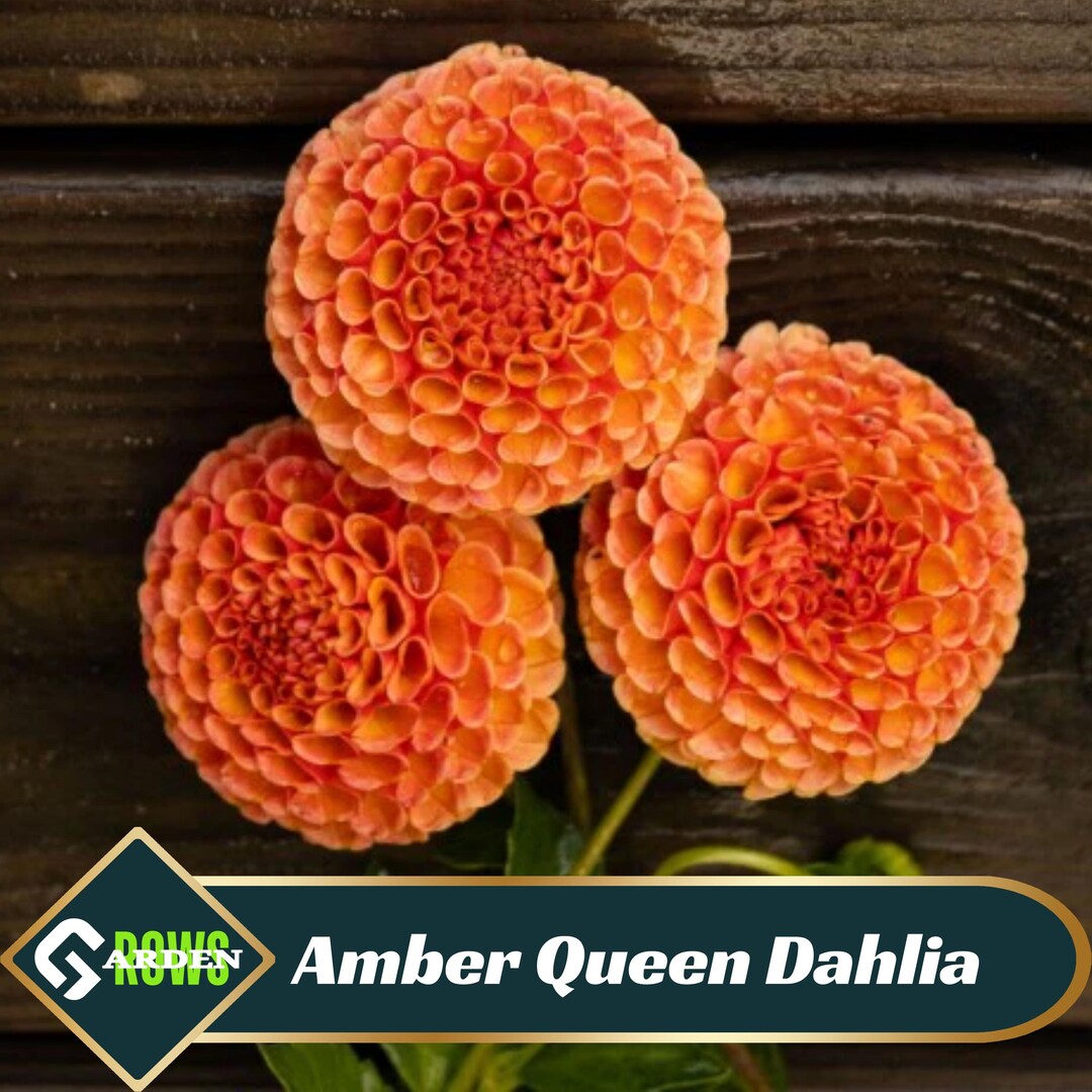 Amber Queen Dahlia Seeds - Perennial - Fast Growing - Open-pollinating ...
