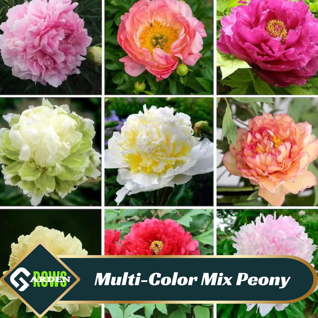 Multi-color Mix Peony Seeds - Showy Blooms, Fragrant, Long-lived ...