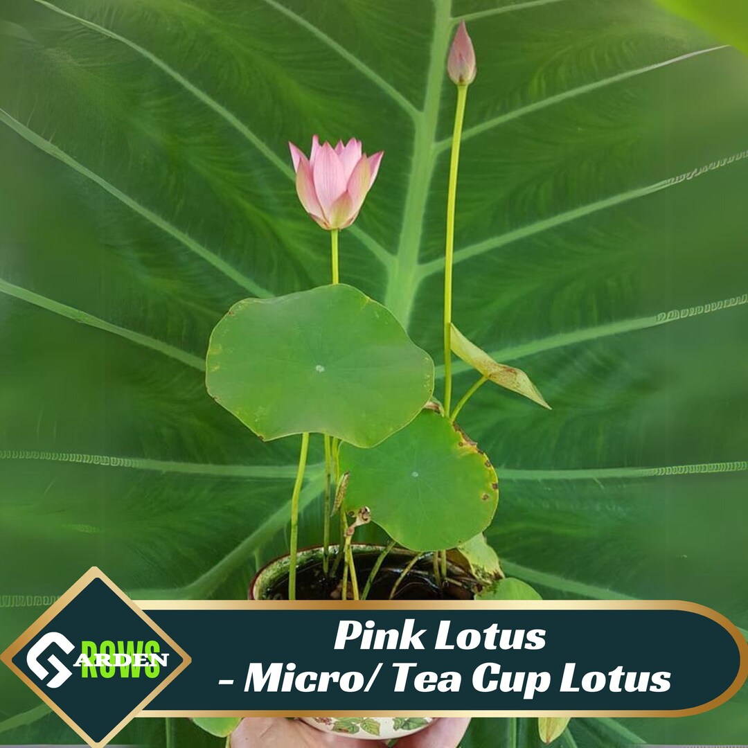 5+ Rare Seeds| Pink Lotus - Micro/ Tea Cup Lotus Seeds - Indian Lotus ...