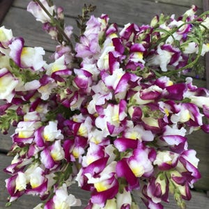 Snapdragon 'cherry Twist' Seeds - Cold Resistant - Attracts Pollinators ...
