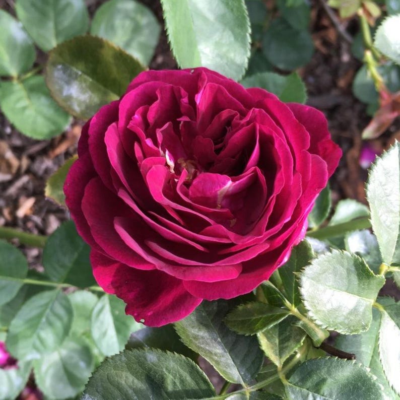 Twilight Grandiflora Rose Seeds - Perennial -cross-pollinating -cold ...