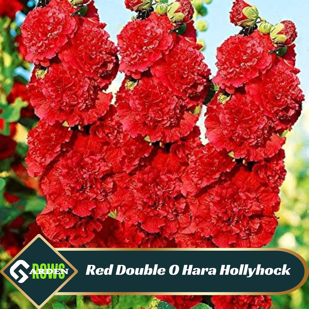 Red Double O Hara Hollyhock Seeds - Showy Blooms - Tall Flower Spikes ...